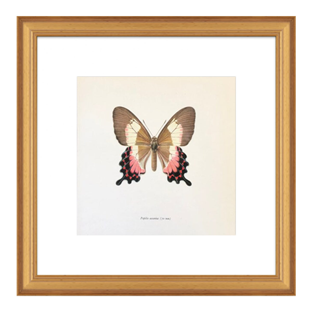 Pink Butterfly Engraving | Maison George