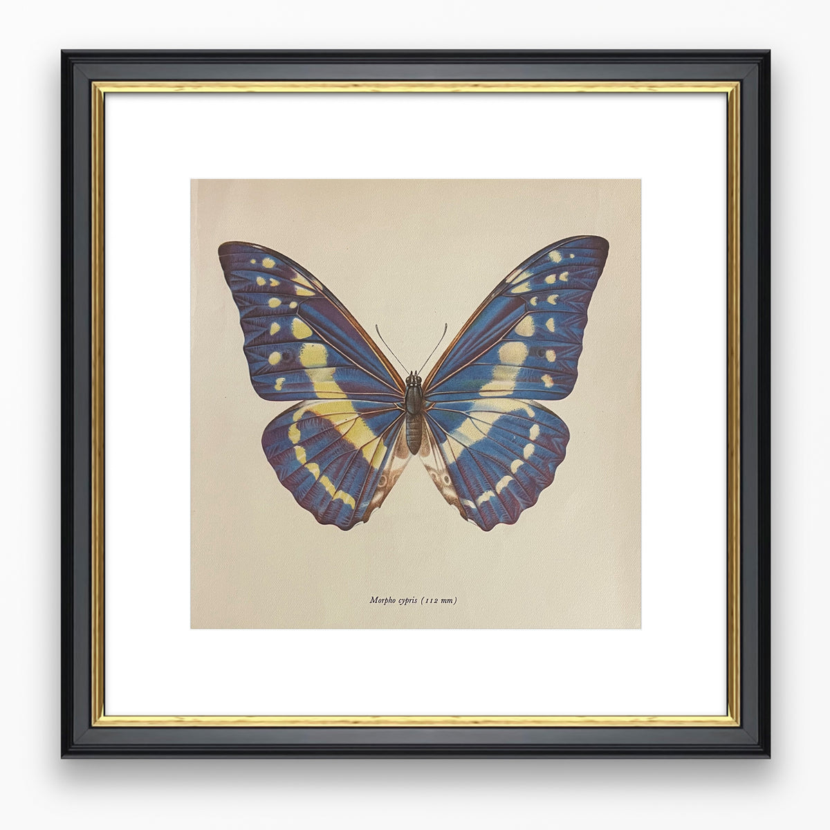 Blue Butterfly Engraving | Maison George