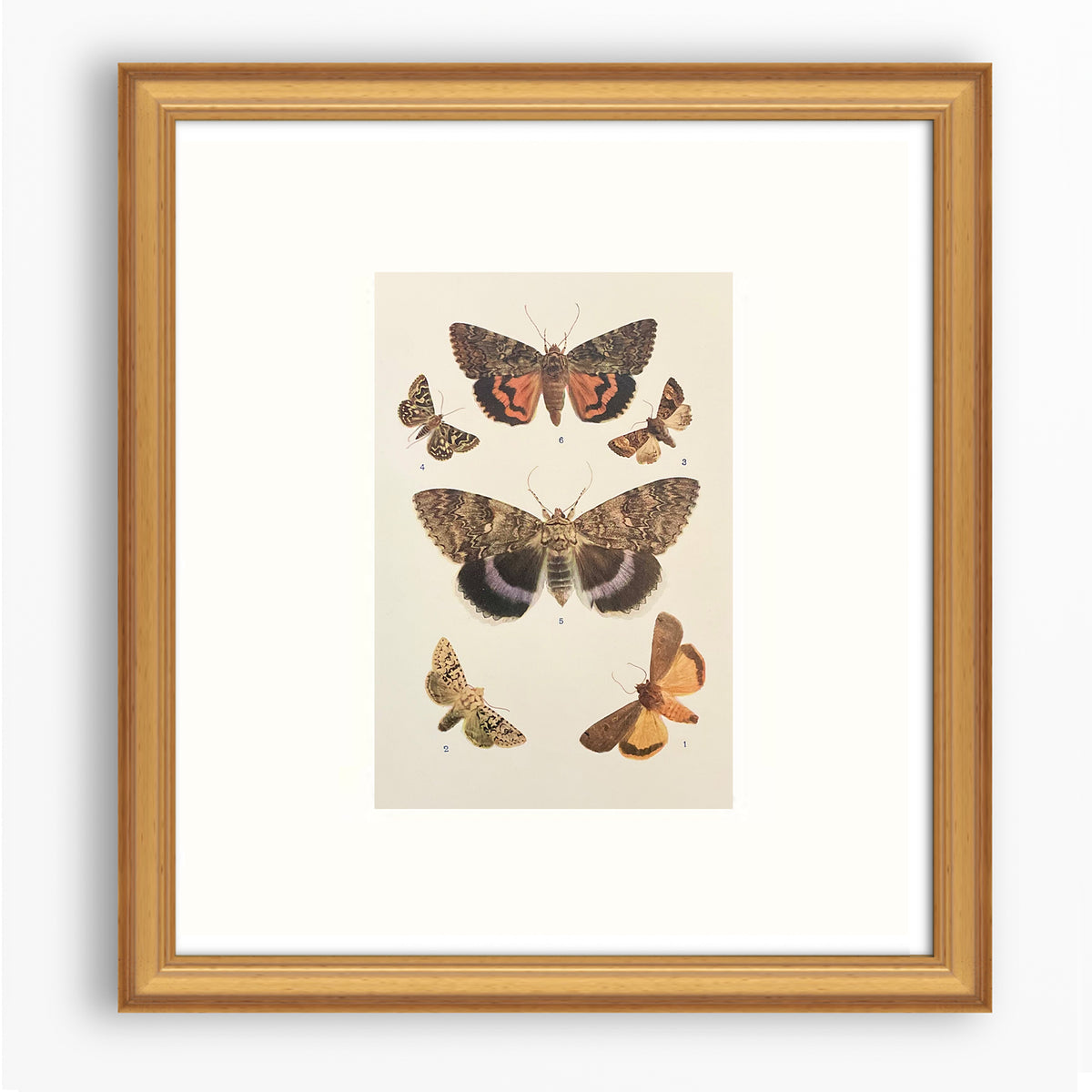 Butterfly Engraving V | Maison George