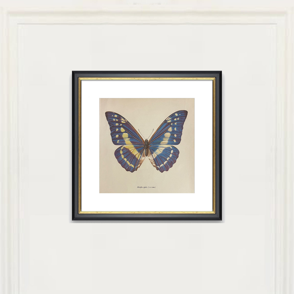 Blue Butterfly Engraving | Maison George