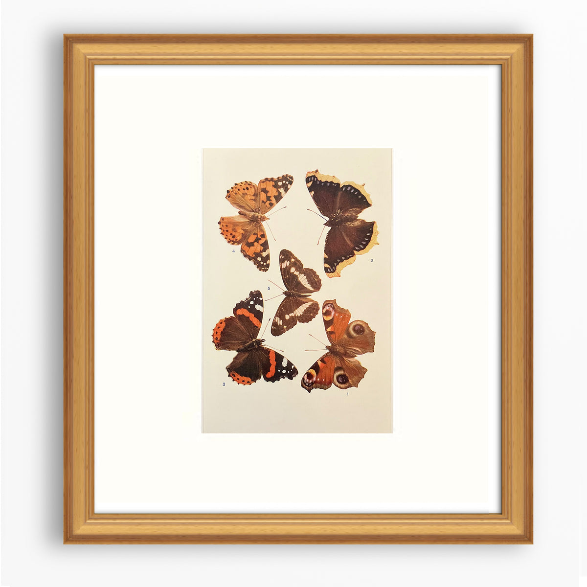 Butterfly Engraving I | Maison George