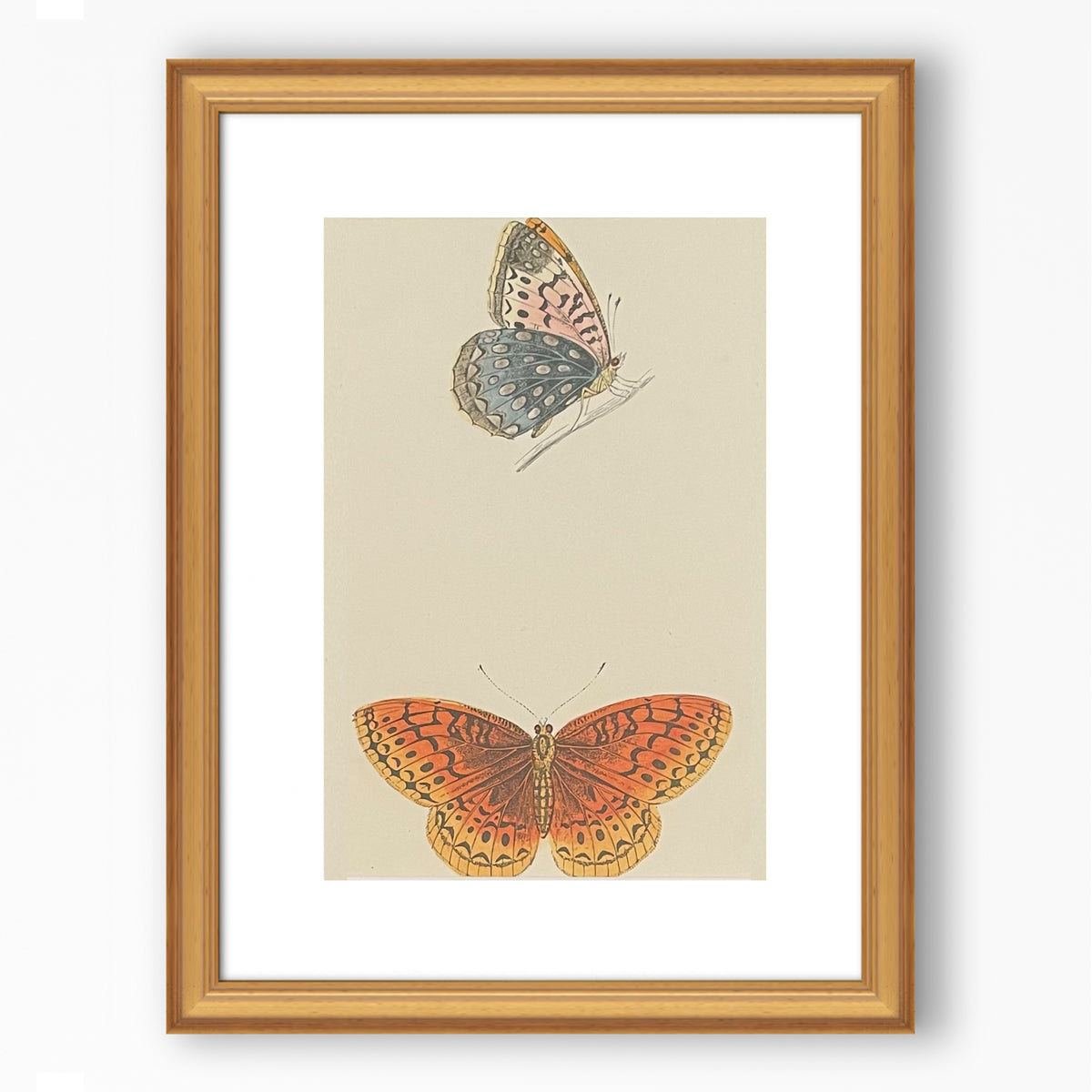 Butterfly Engraving VI | Maison George